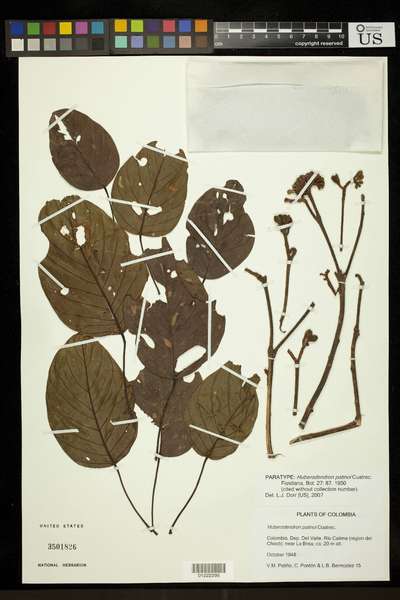 Huberodendron patinoi