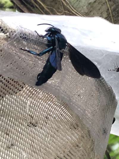 Aglae caerulea