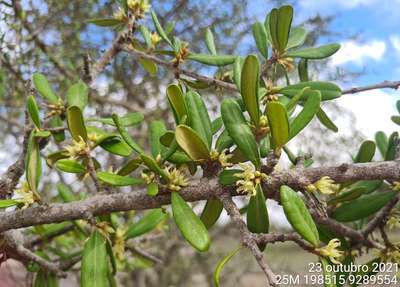 Sideroxylon obtusifolium