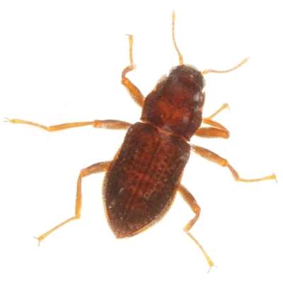 Microcylloepus Hinton,