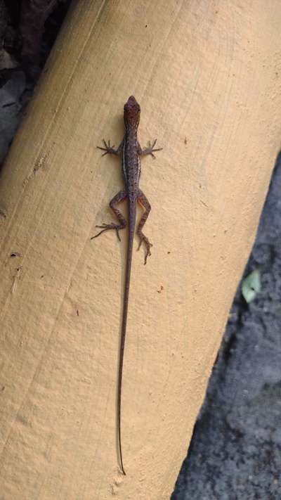 Anolis auratus