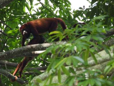 Alouatta seniculus