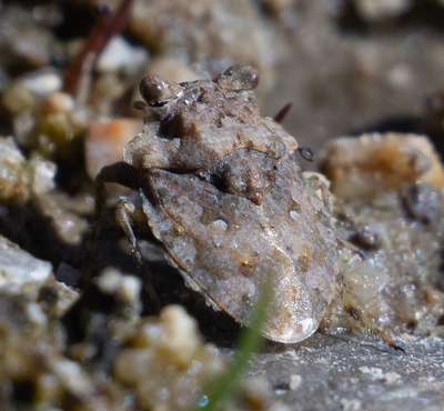 Gelastocoris Kirkaldy,