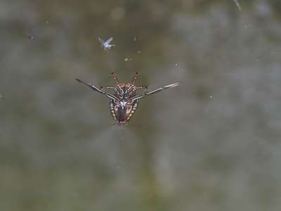 Notonecta Linnaeus,