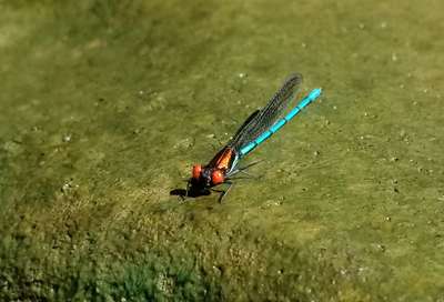 Argia cupraurea