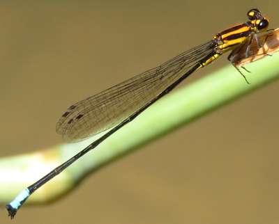 Acanthagrion apicale