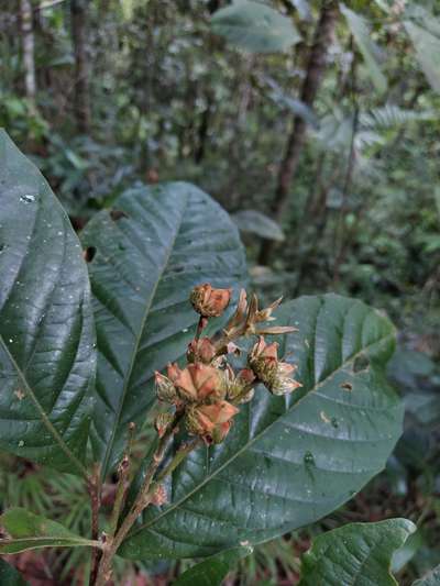 Colombobalanus excelsa