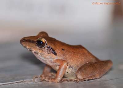Pristimantis zeuctotylus
