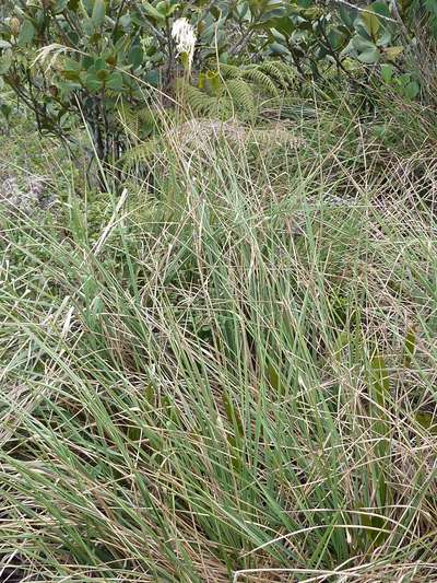 Cortaderia nitida
