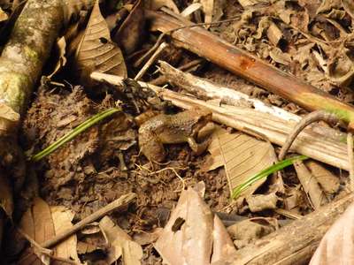 Leptodactylus leptodactyloides