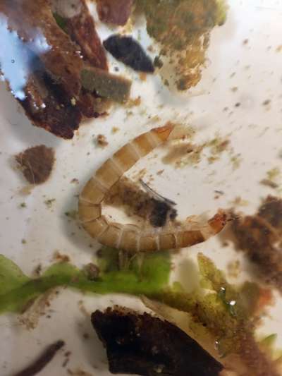 Anchytarsus Guérin-Méneville,