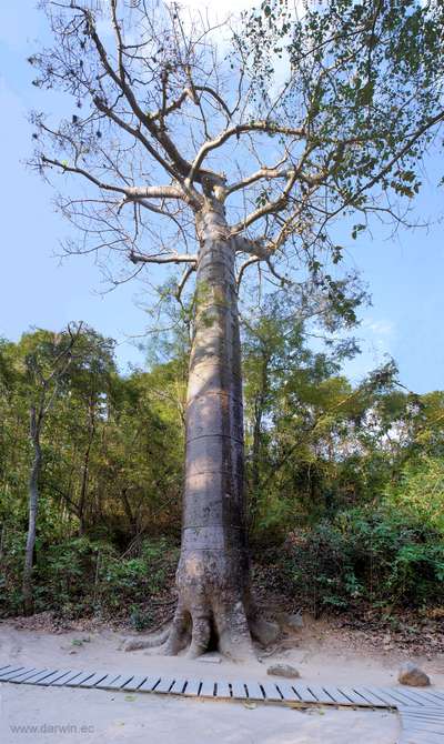 Cavanillesia platanifolia