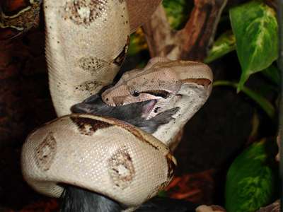 Boa constrictor