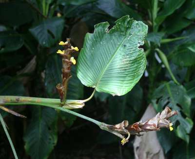 Calathea lutea