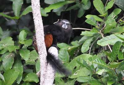Saguinus fuscicollis