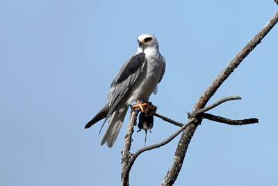 Elanus leucurus